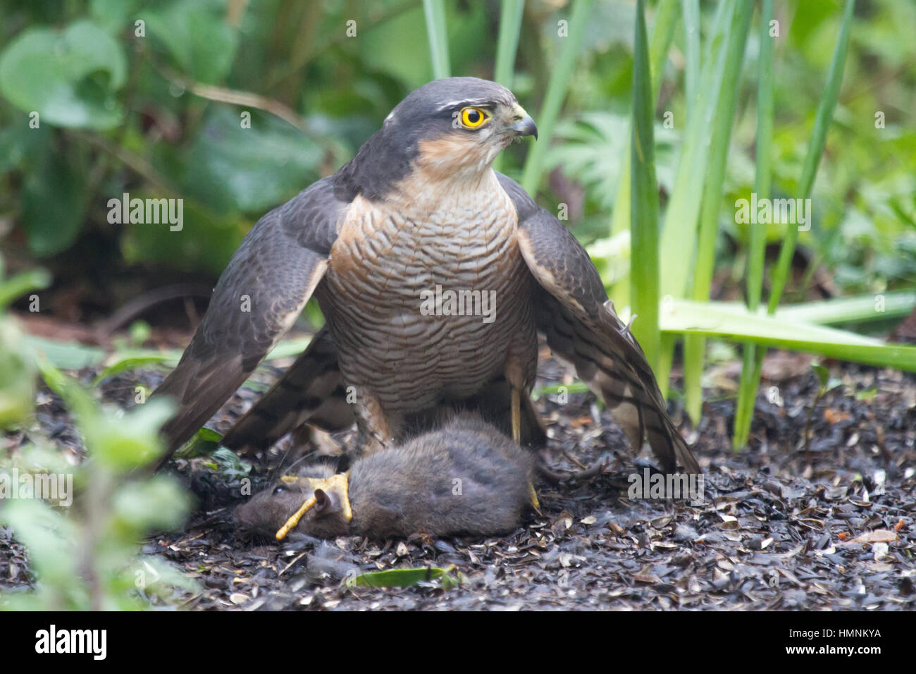 Sparrowhawk catching a young brown rat Stock Photo - Alamy