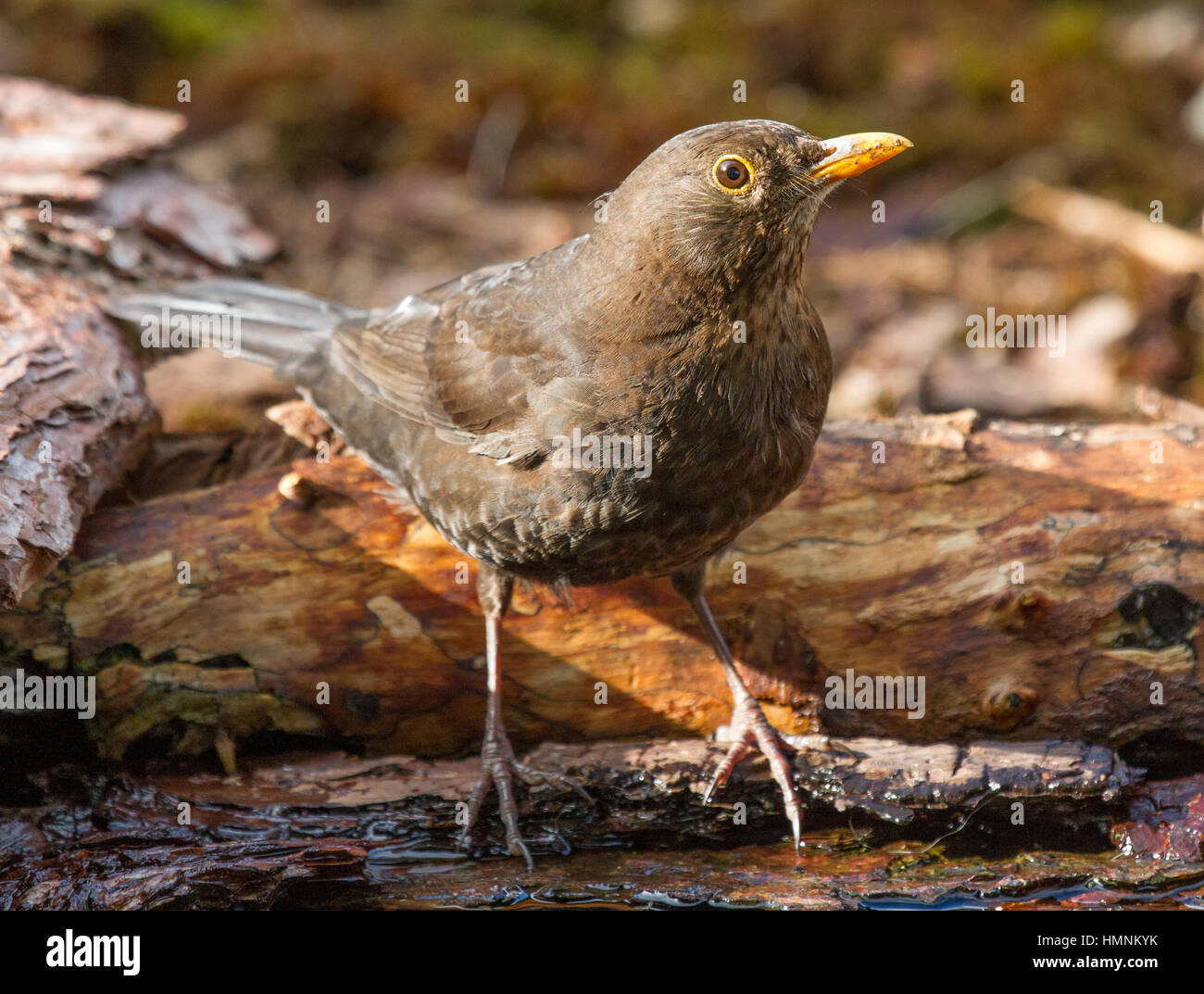 Blackbird sat on a log Stock Photo - Alamy