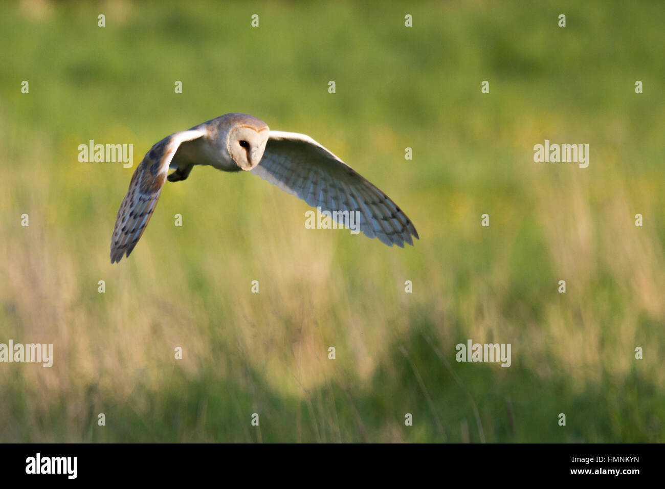 Barn owl hunting above a field Stock Photo - Alamy