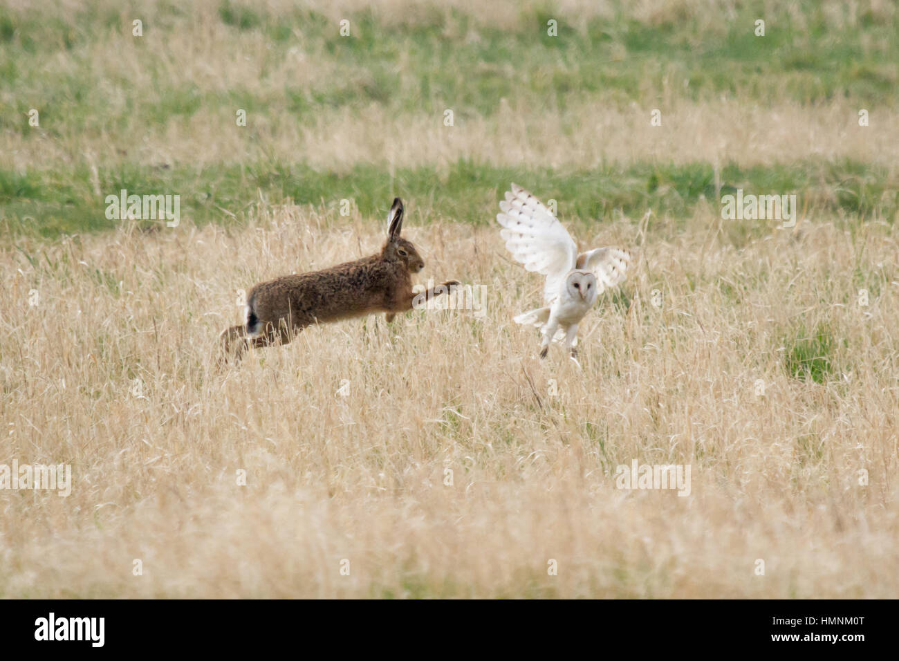 Barn owl frightened into flight by a brown hare Stock Photo - Alamy