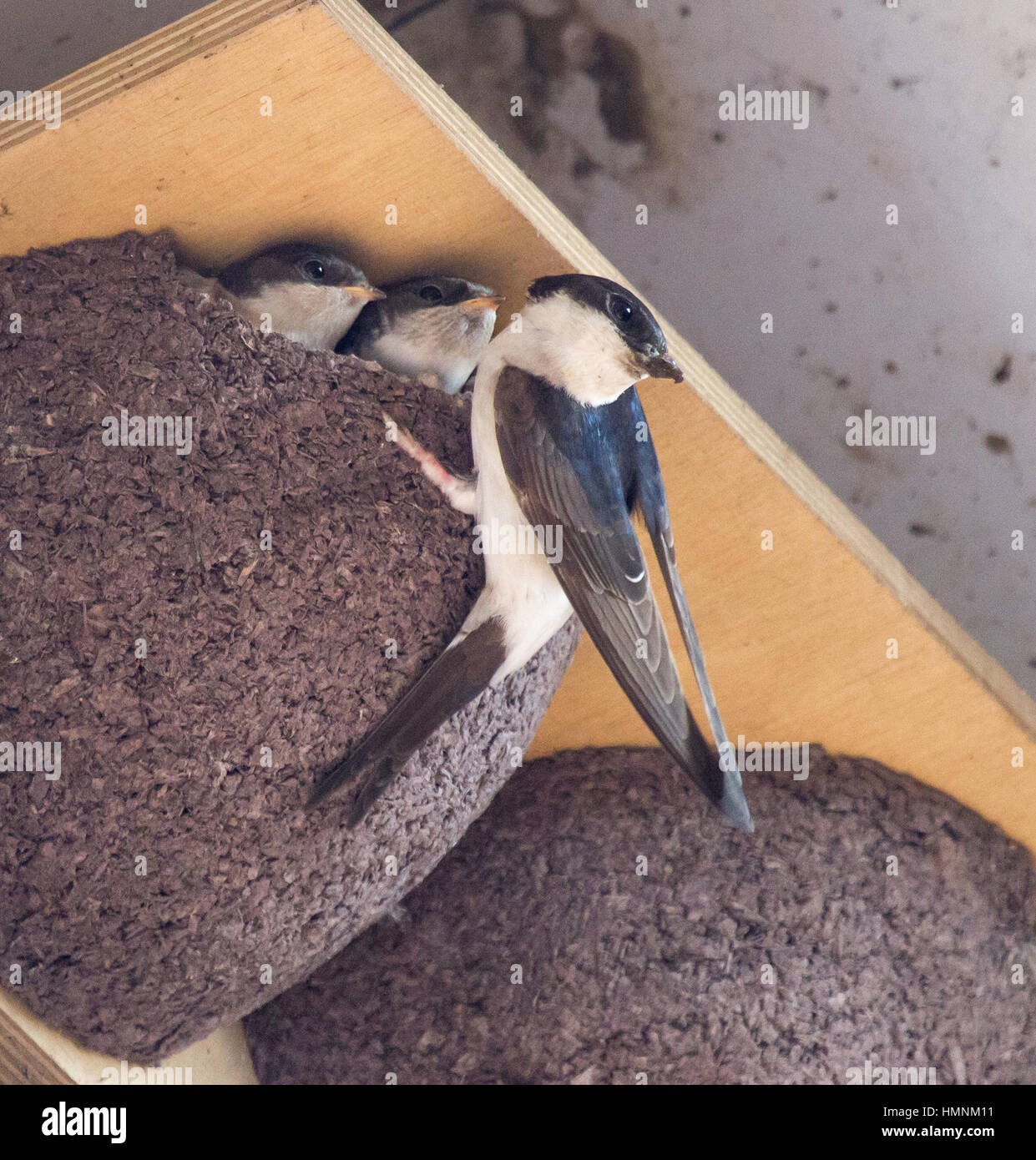 House martin feeding young at nest Stock Photo - Alamy