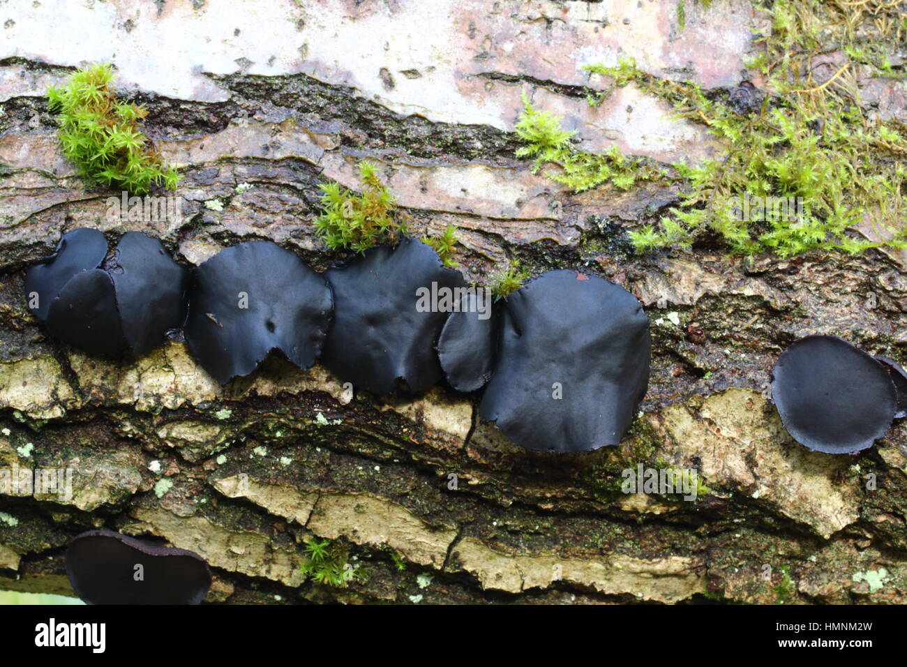 Black bulgar fungi hi-res stock photography and images - Alamy