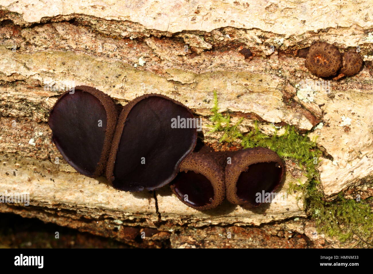 Black bulgar fungi hi-res stock photography and images - Alamy