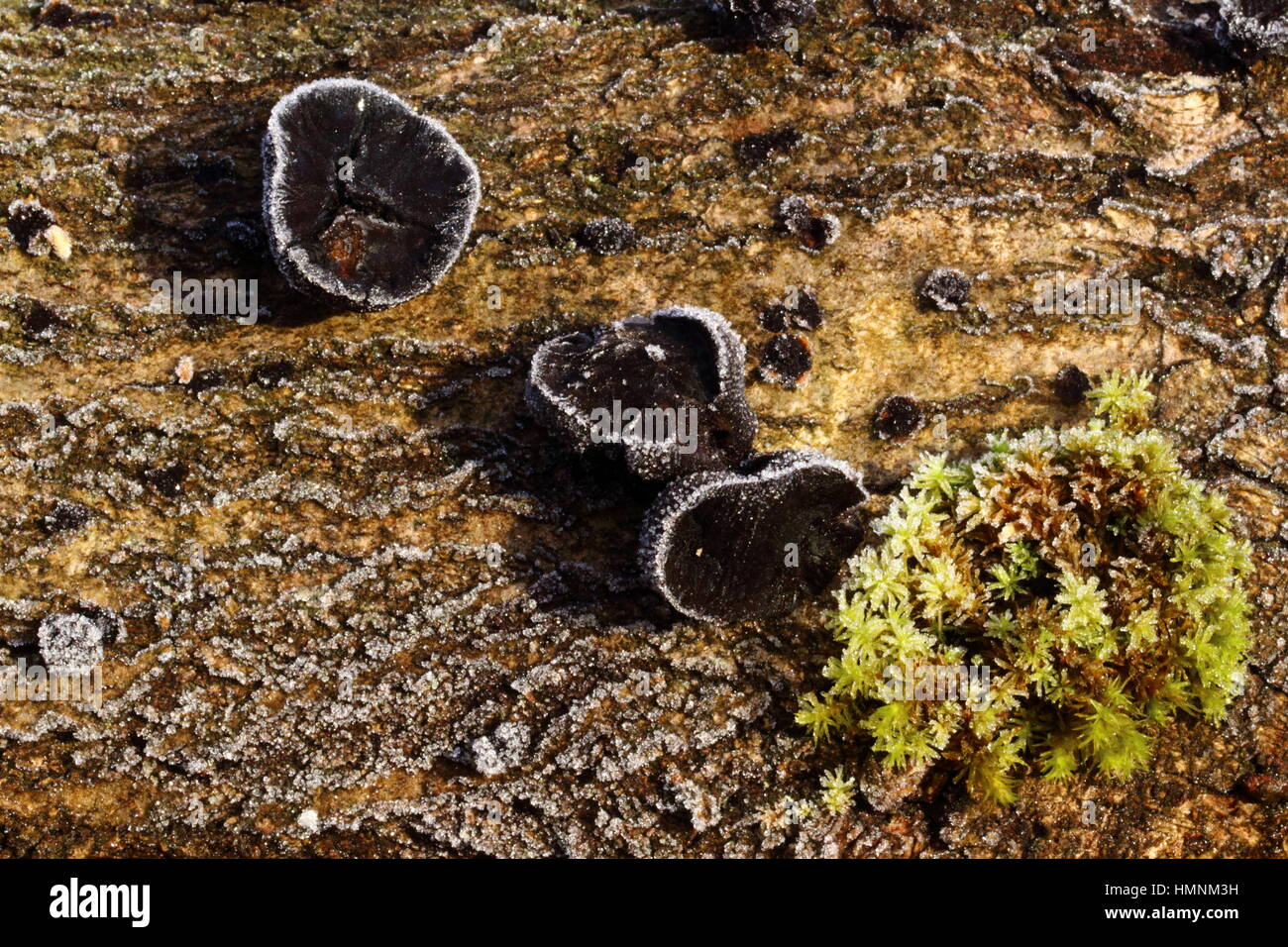 Black Bulgar fungus in frost Stock Photo - Alamy