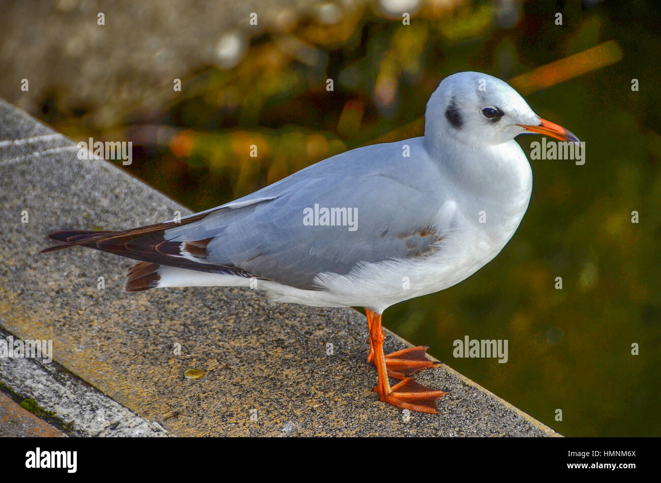 Pictures of seagulls hi-res stock photography and images - Alamy