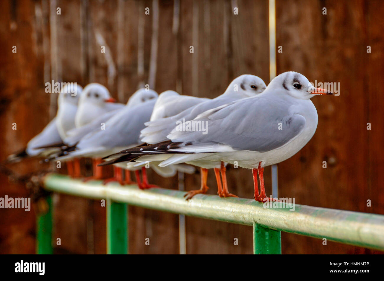 Pictures of gulls hi-res stock photography and images - Alamy