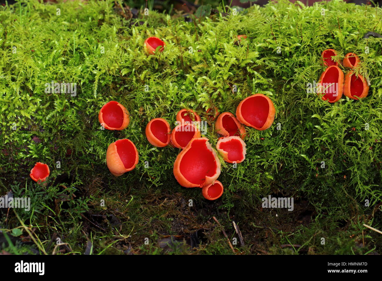 Scarlet Elf Cup on moss Stock Photo - Alamy