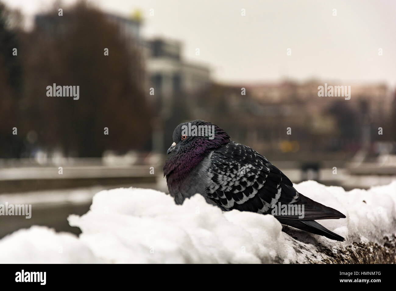 Pigeon flying snow hi-res stock photography and images - Alamy