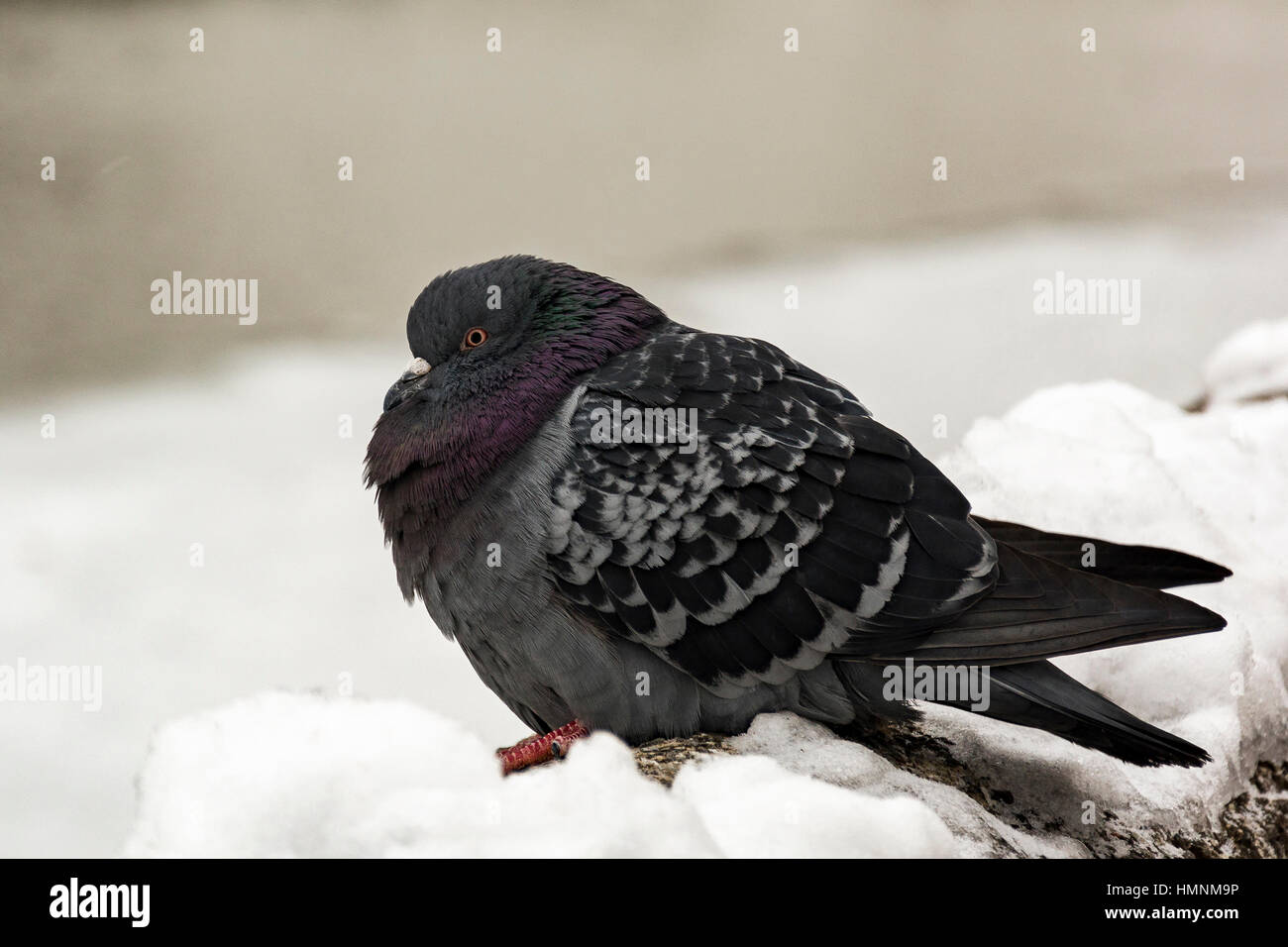 The white snow sits a lone white dove Stock Photo - Alamy