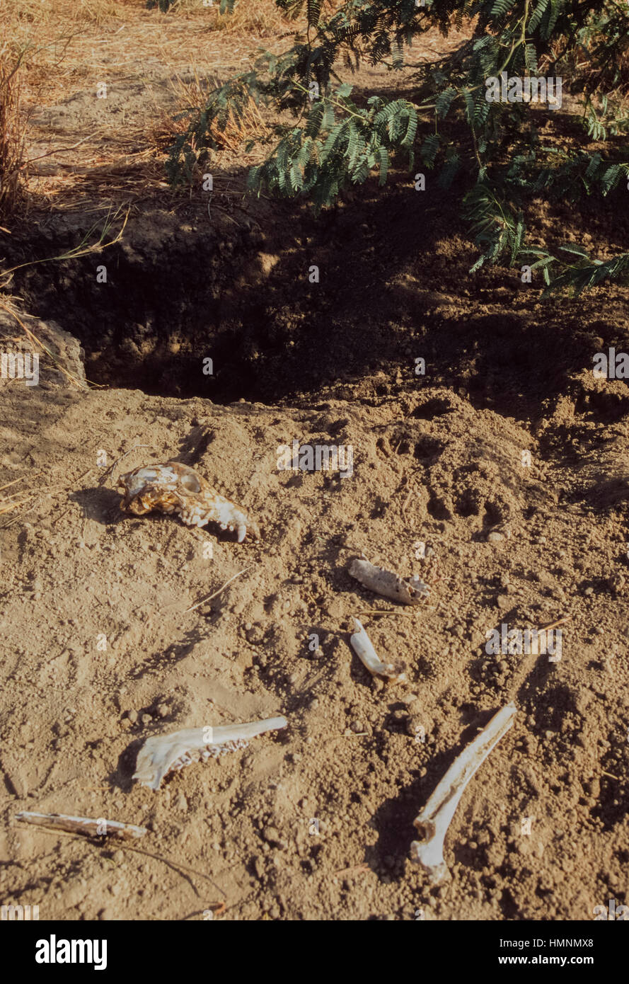den entrance of Indian striped hyena,(Hyaena hyaena),Velavadar,Gujarat ...