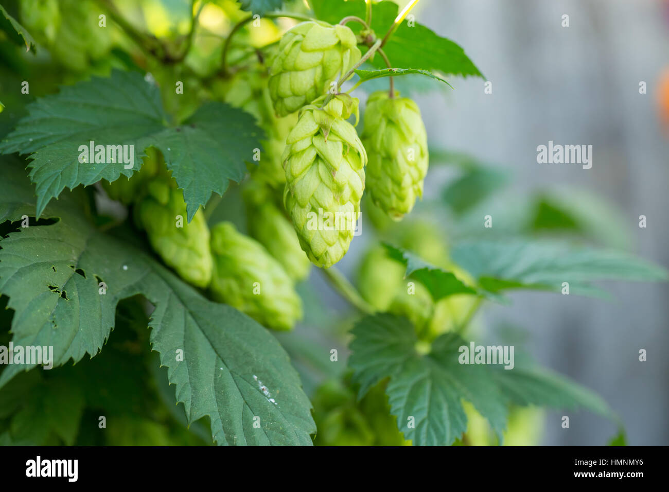 Green hop cones hi-res stock photography and images - Alamy