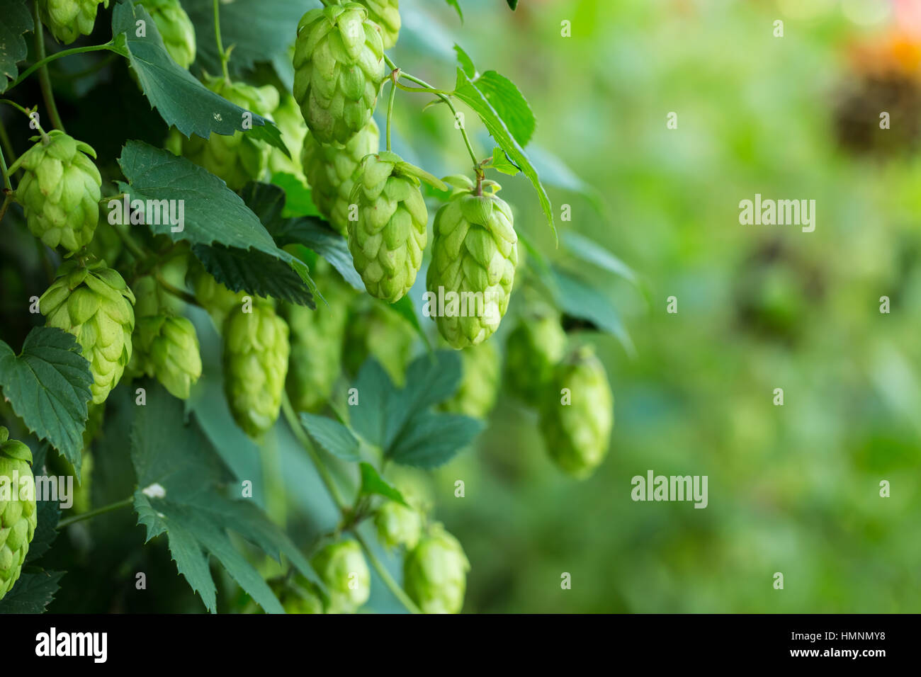 Green hop cones Stock Photo - Alamy