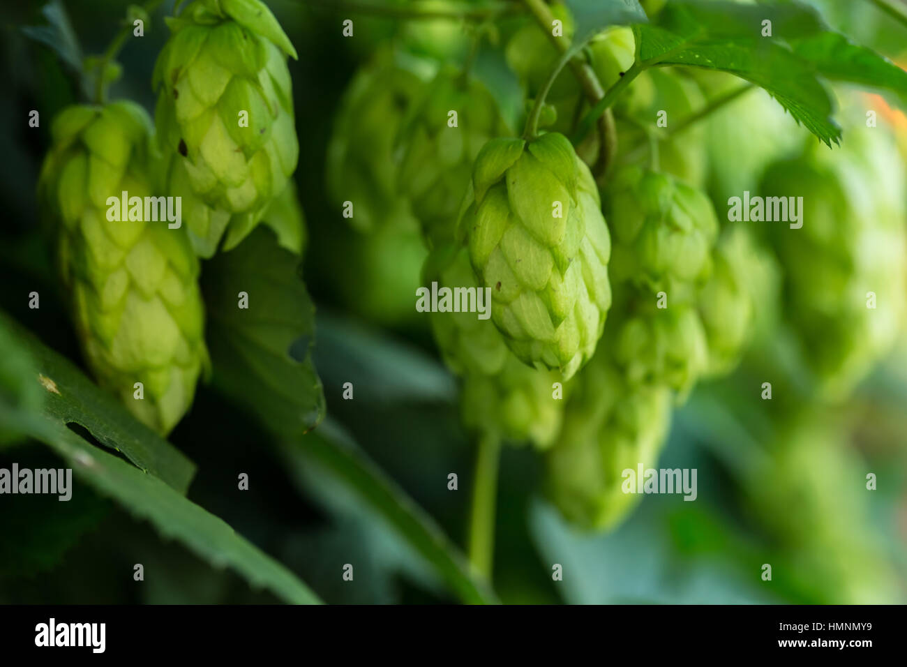Green hop cones hi-res stock photography and images - Alamy