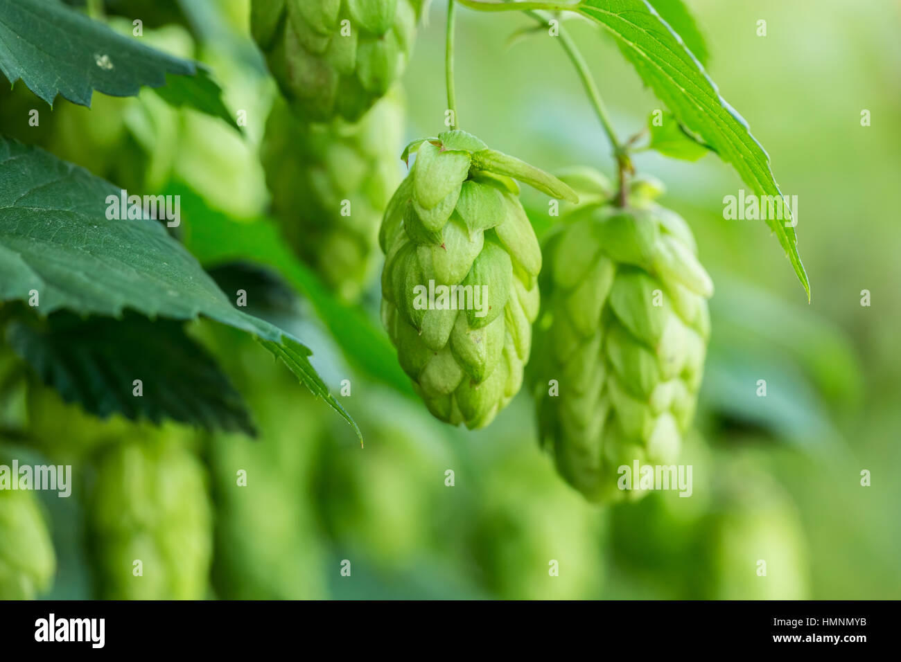 Green hop cones hi-res stock photography and images - Alamy