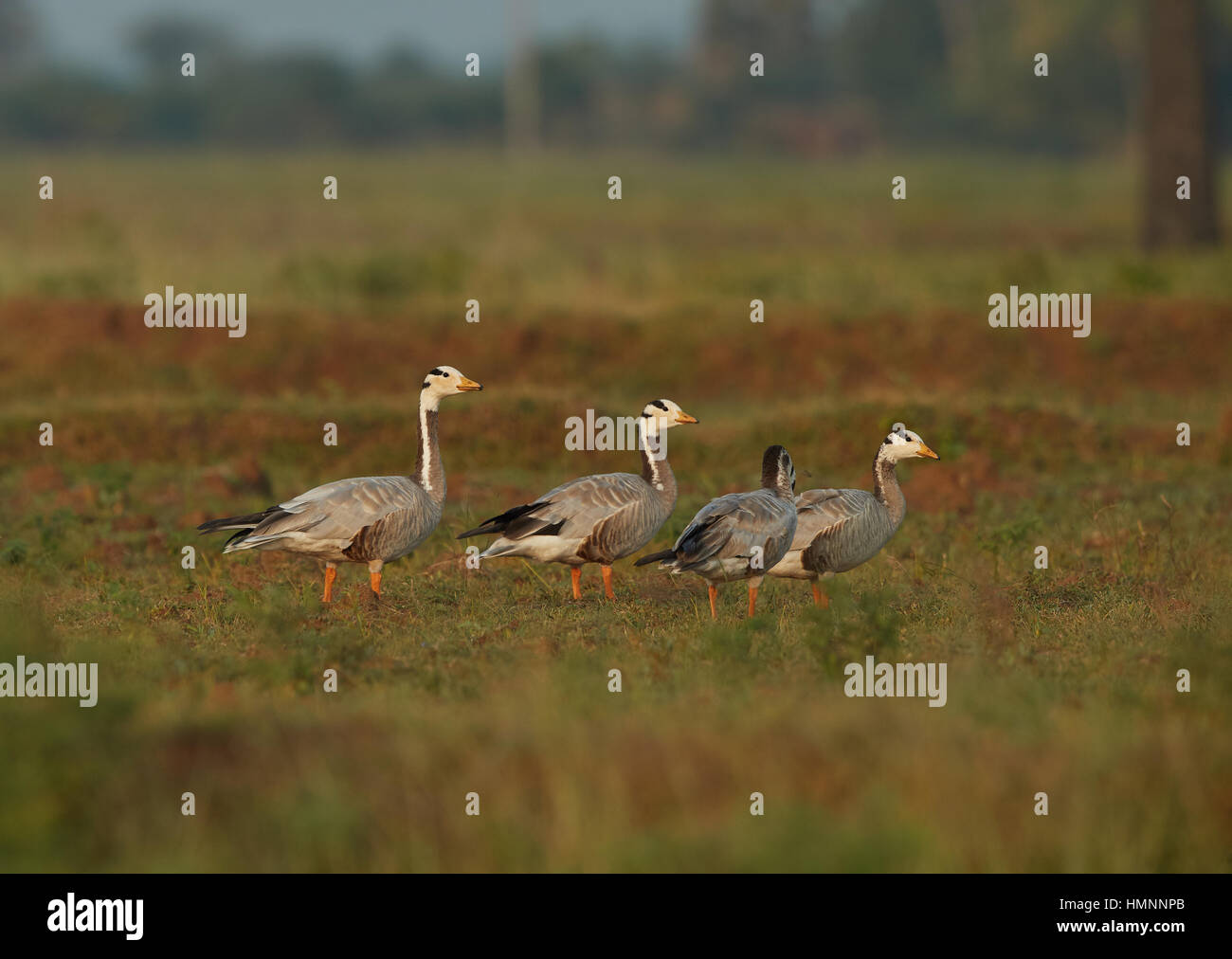 Bar-headed geese with powerful outstretched wings flying high from ...