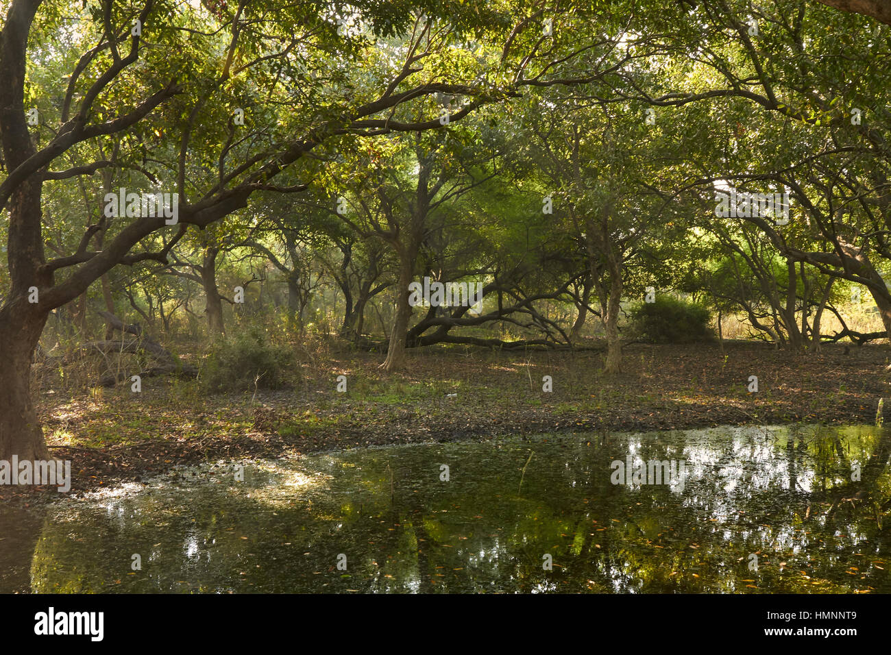 A floating solitary tree with radiating branches leaning towards the ...