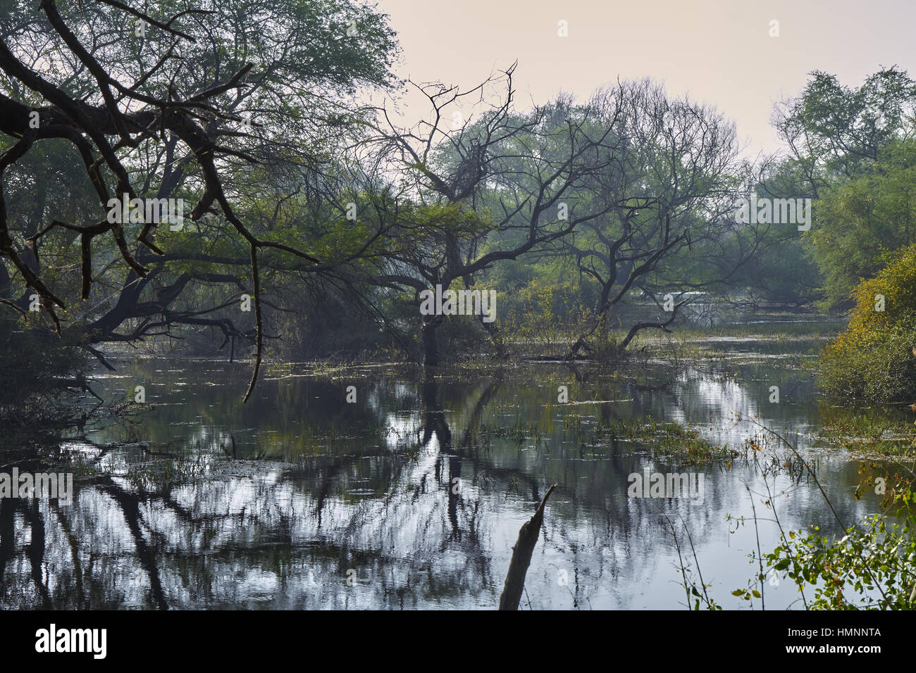 A floating solitary tree with radiating branches leaning towards the ...