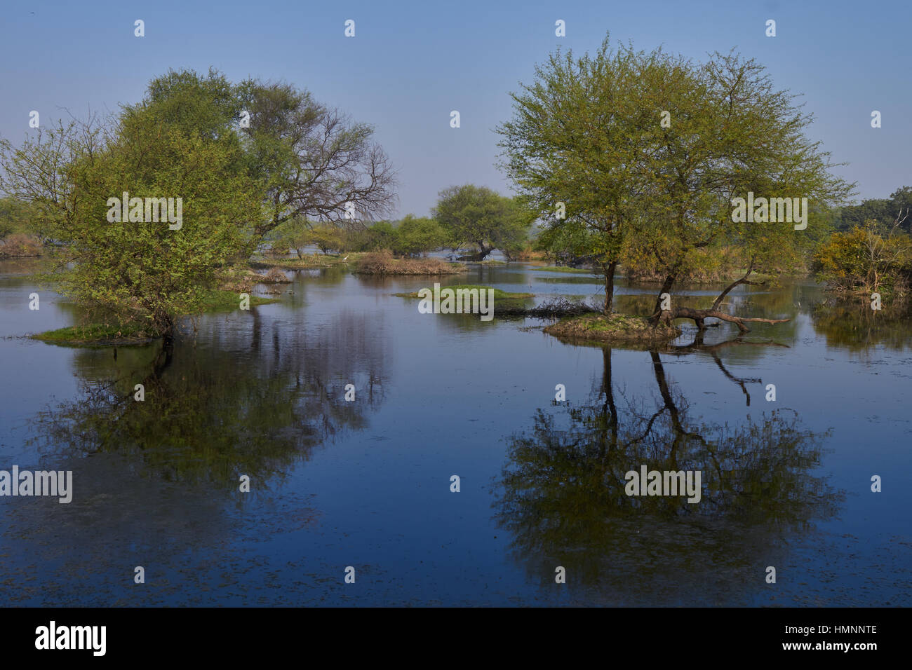 A floating solitary tree with radiating branches leaning towards the ...