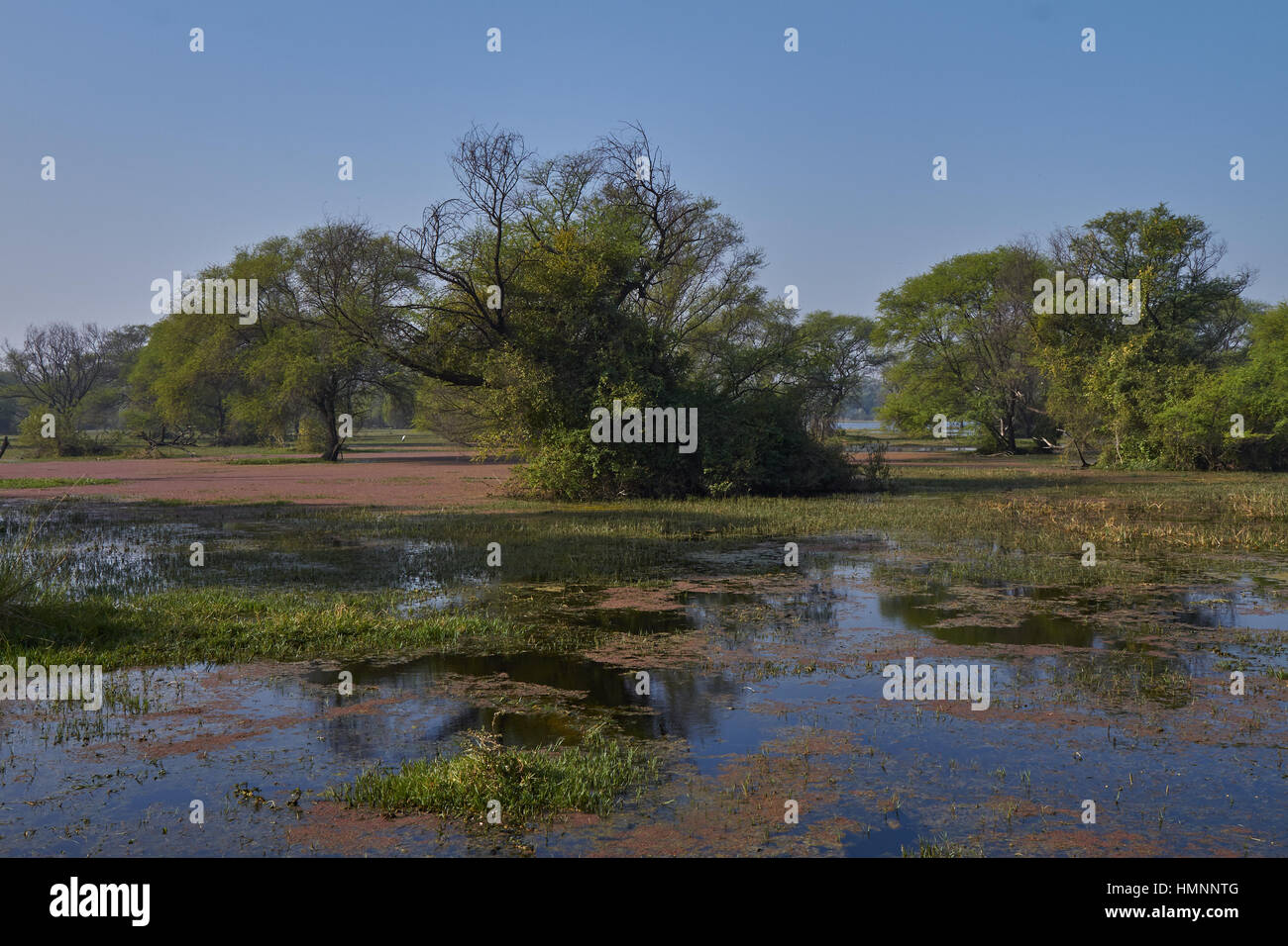A floating solitary tree with radiating branches leaning towards the ...