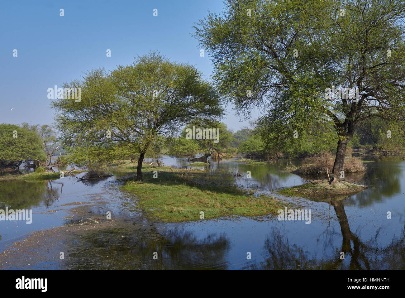 A floating solitary tree with radiating branches leaning towards the ...