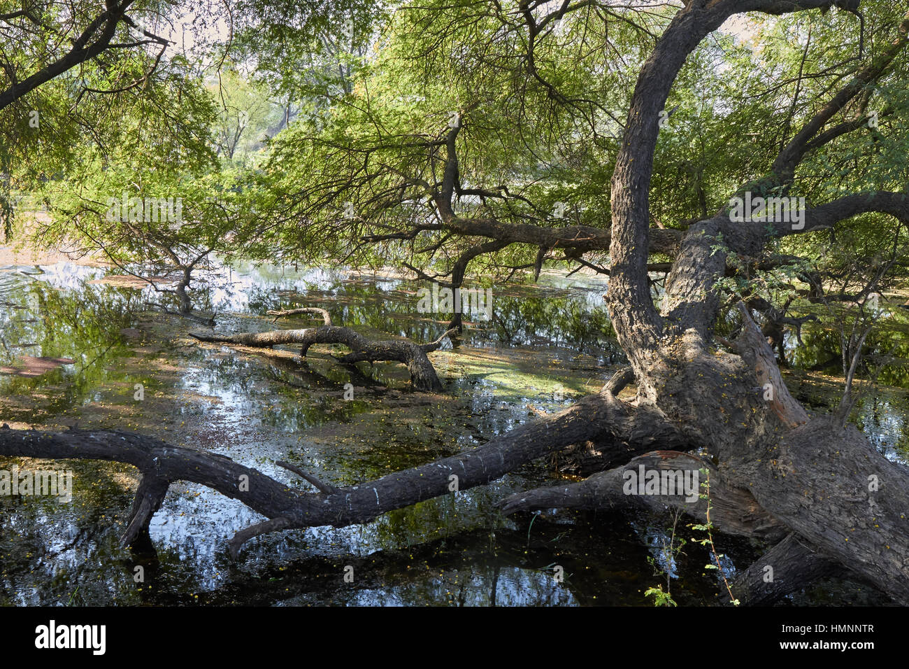 A floating solitary tree with radiating branches leaning towards the ...