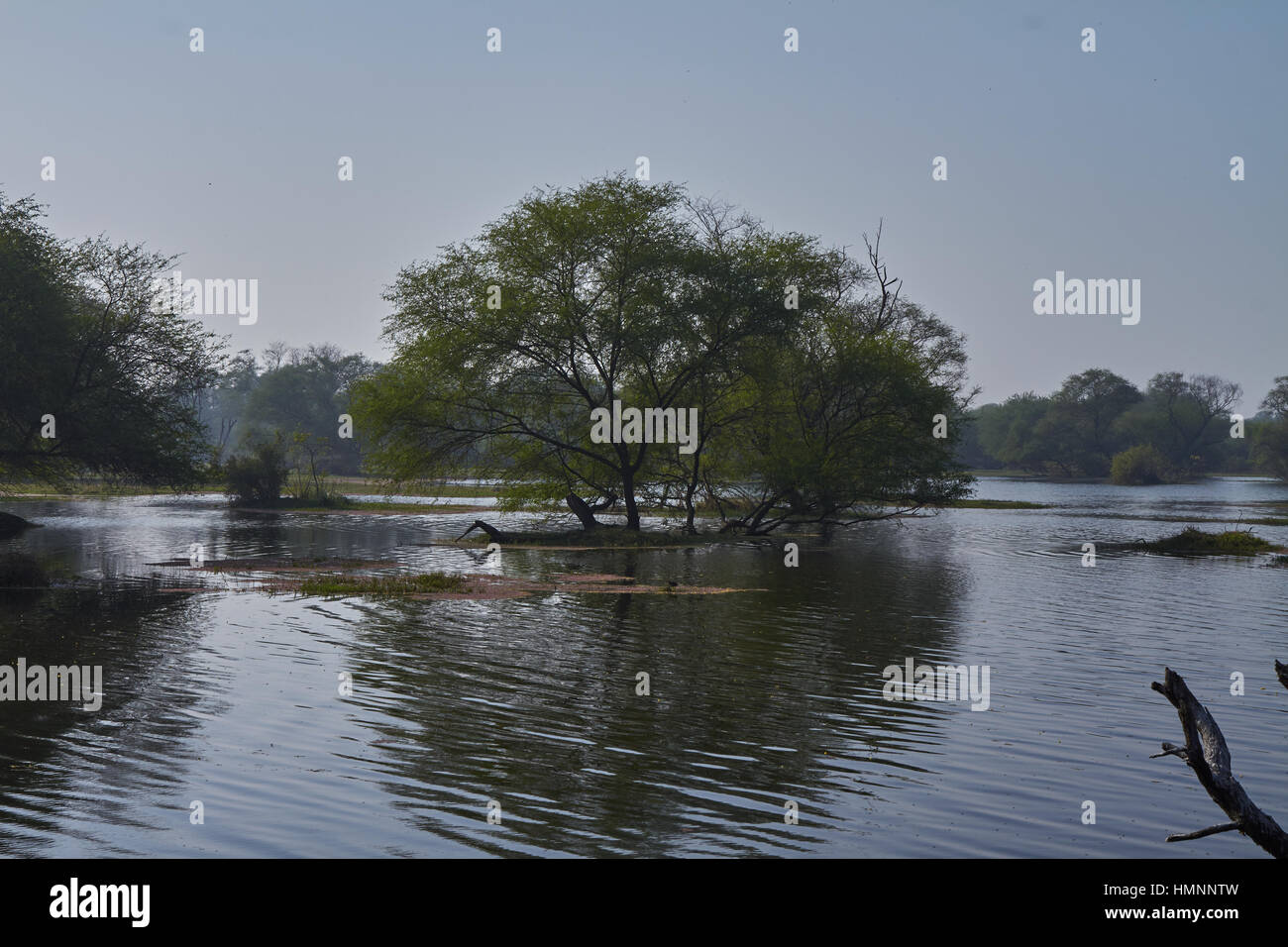 A floating solitary tree with radiating branches leaning towards the ...
