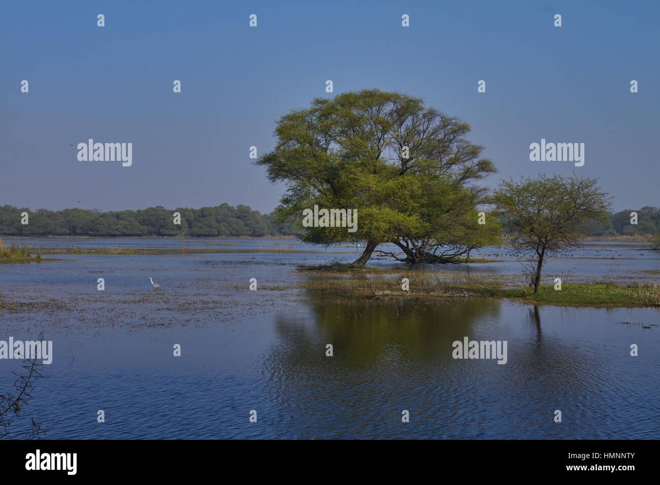 A floating solitary tree with radiating branches leaning towards the ...