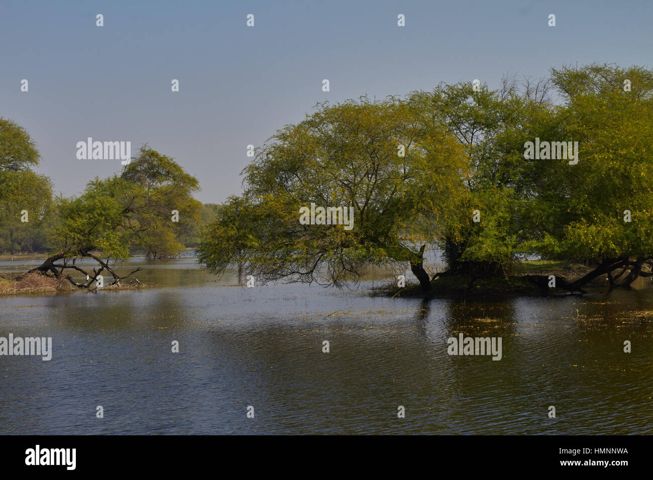 A floating solitary tree with radiating branches leaning towards the ...