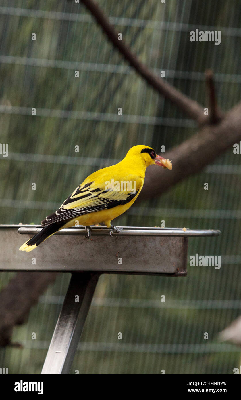 African golden oriole hi-res stock photography and images - Alamy