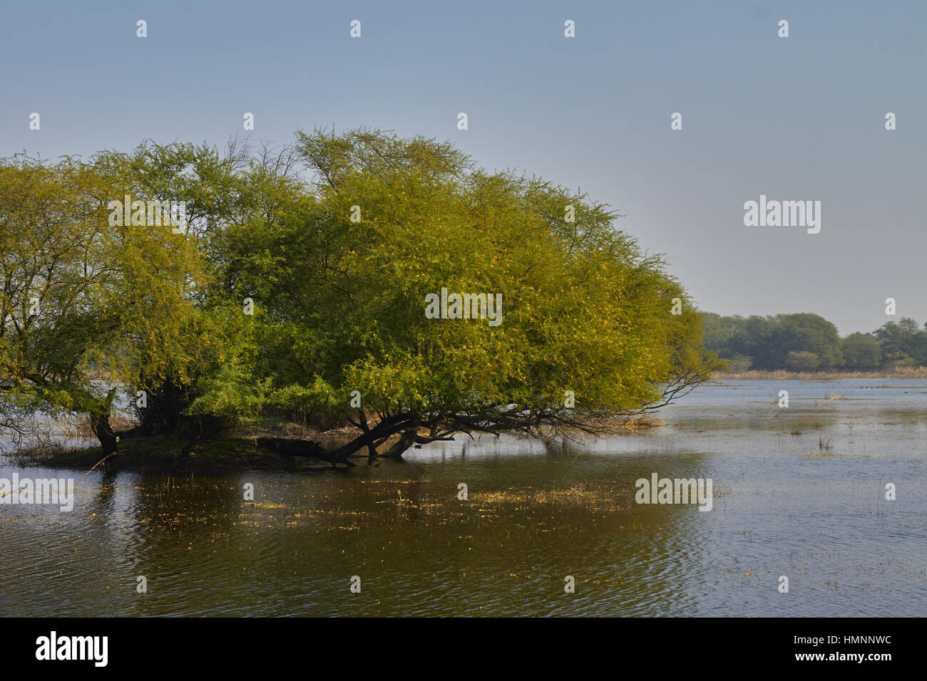 A floating solitary tree with radiating branches leaning towards the ...
