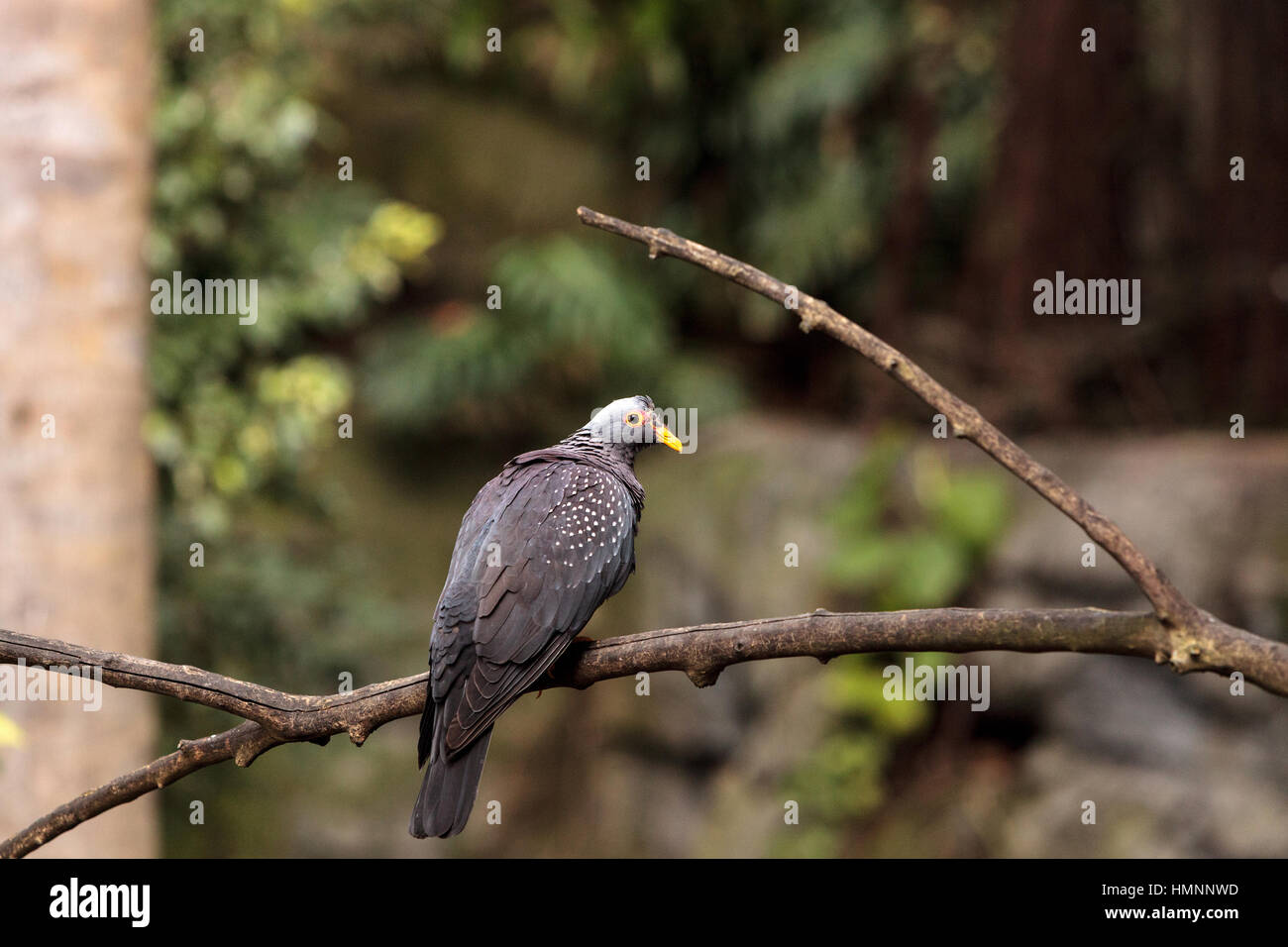African olive pigeon known as Columba arquatrix perches on a branch ...