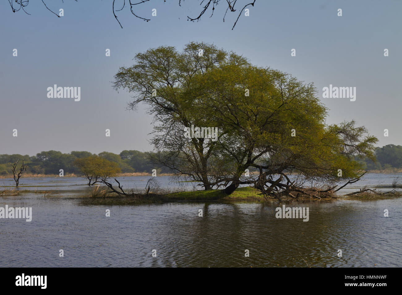 A floating solitary tree with radiating branches leaning towards the ...