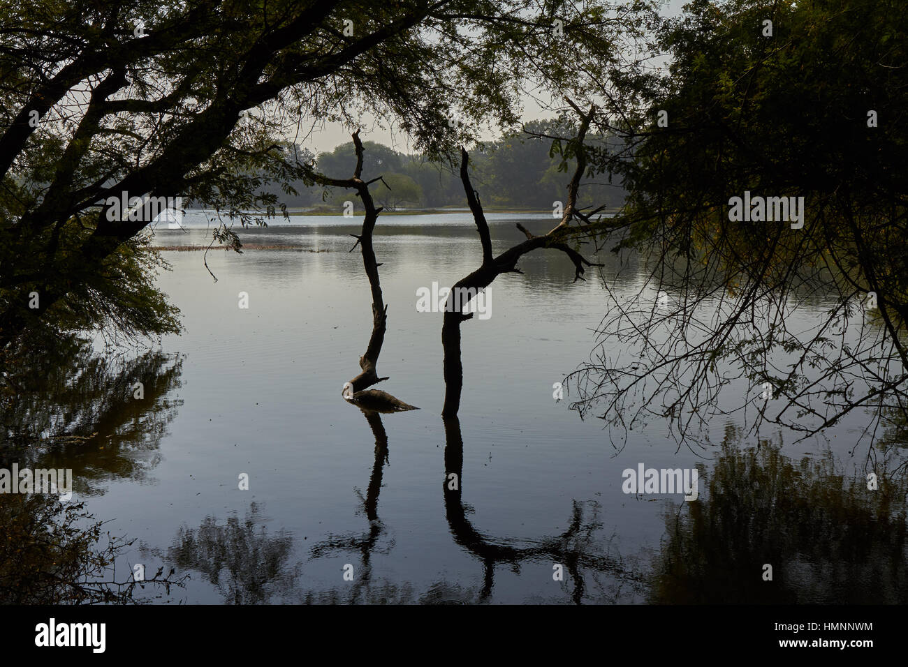 A floating solitary tree with radiating branches leaning towards the ...