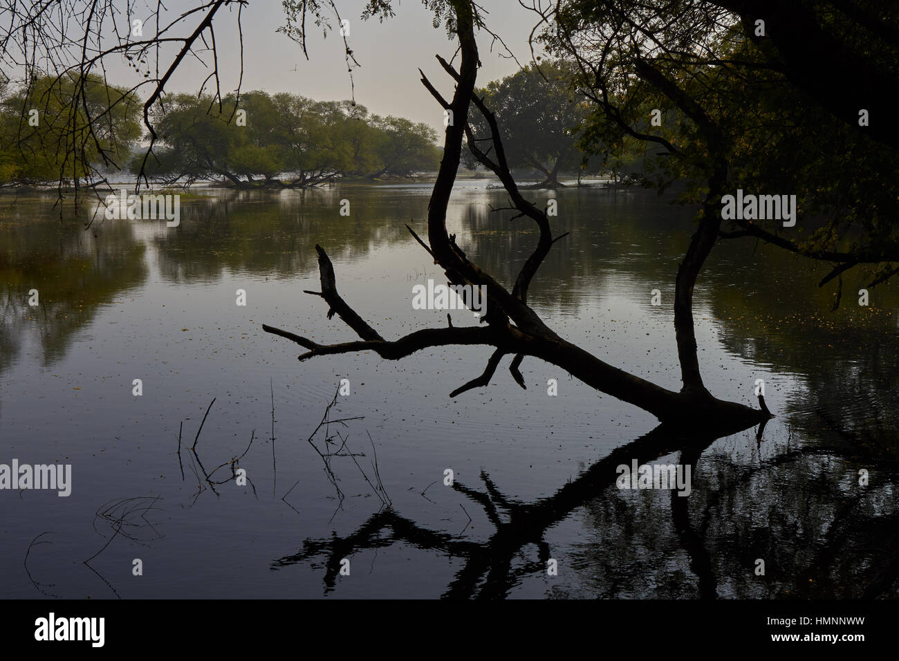 A floating solitary tree with radiating branches leaning towards the ...