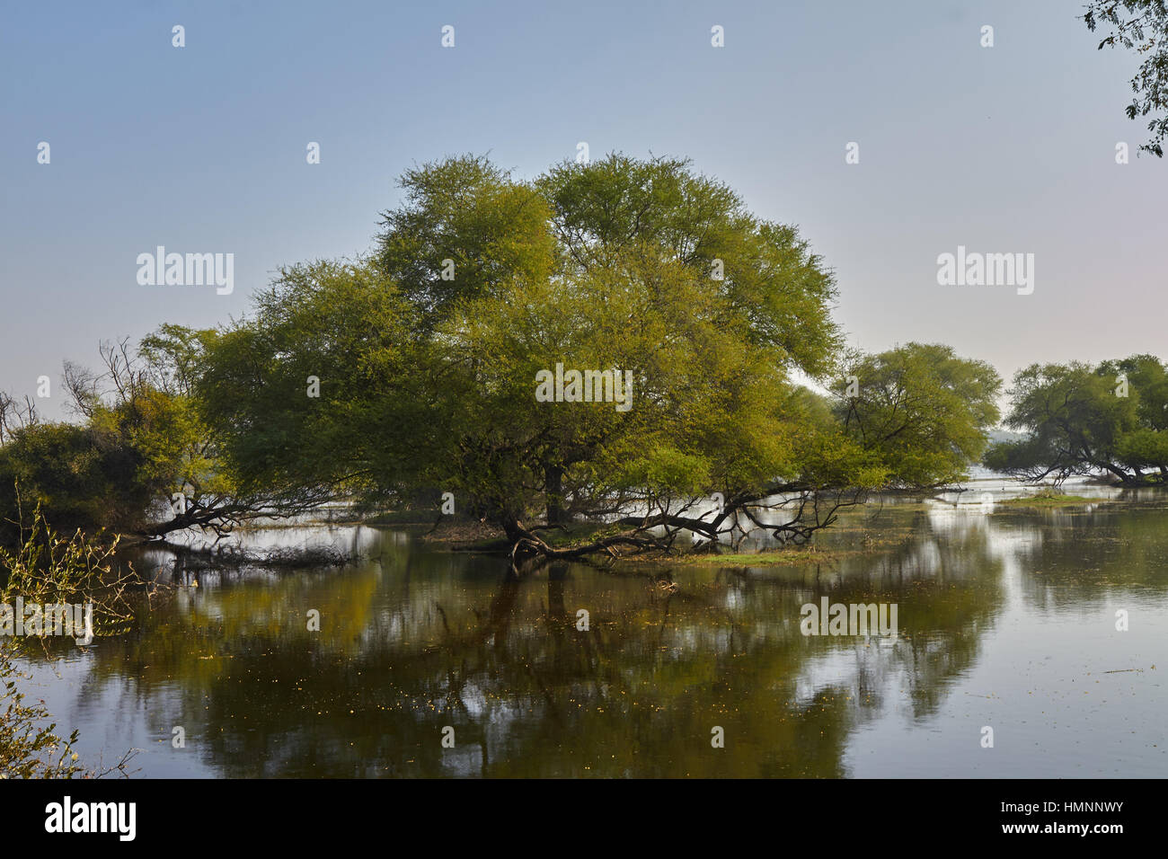 A floating solitary tree with radiating branches leaning towards the ...