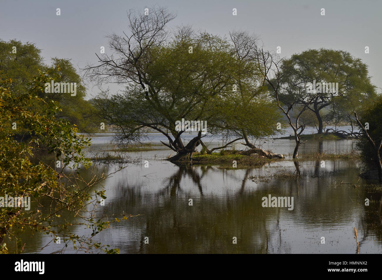 A floating solitary tree with radiating branches leaning towards the ...