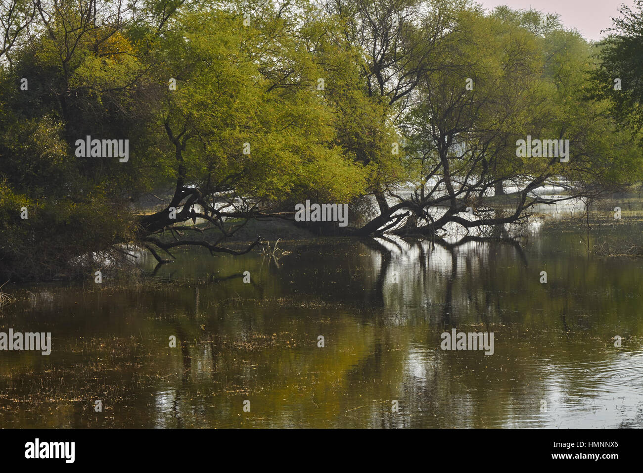 A floating solitary tree with radiating branches leaning towards the ...