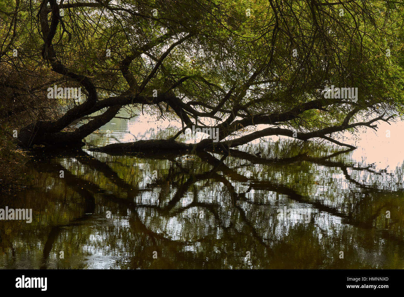 A floating solitary tree with radiating branches leaning towards the ...