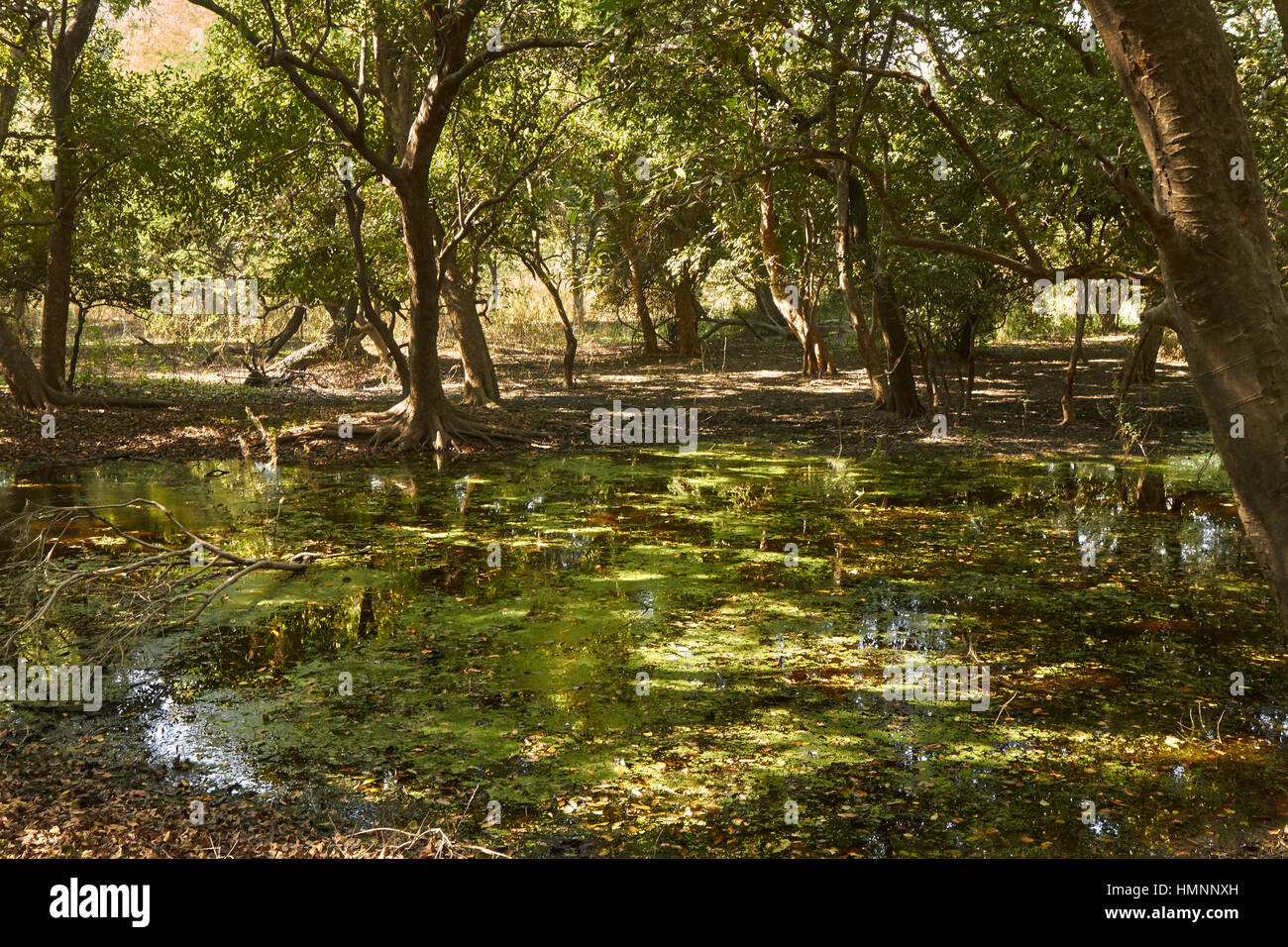 A floating solitary tree with radiating branches leaning towards the ...