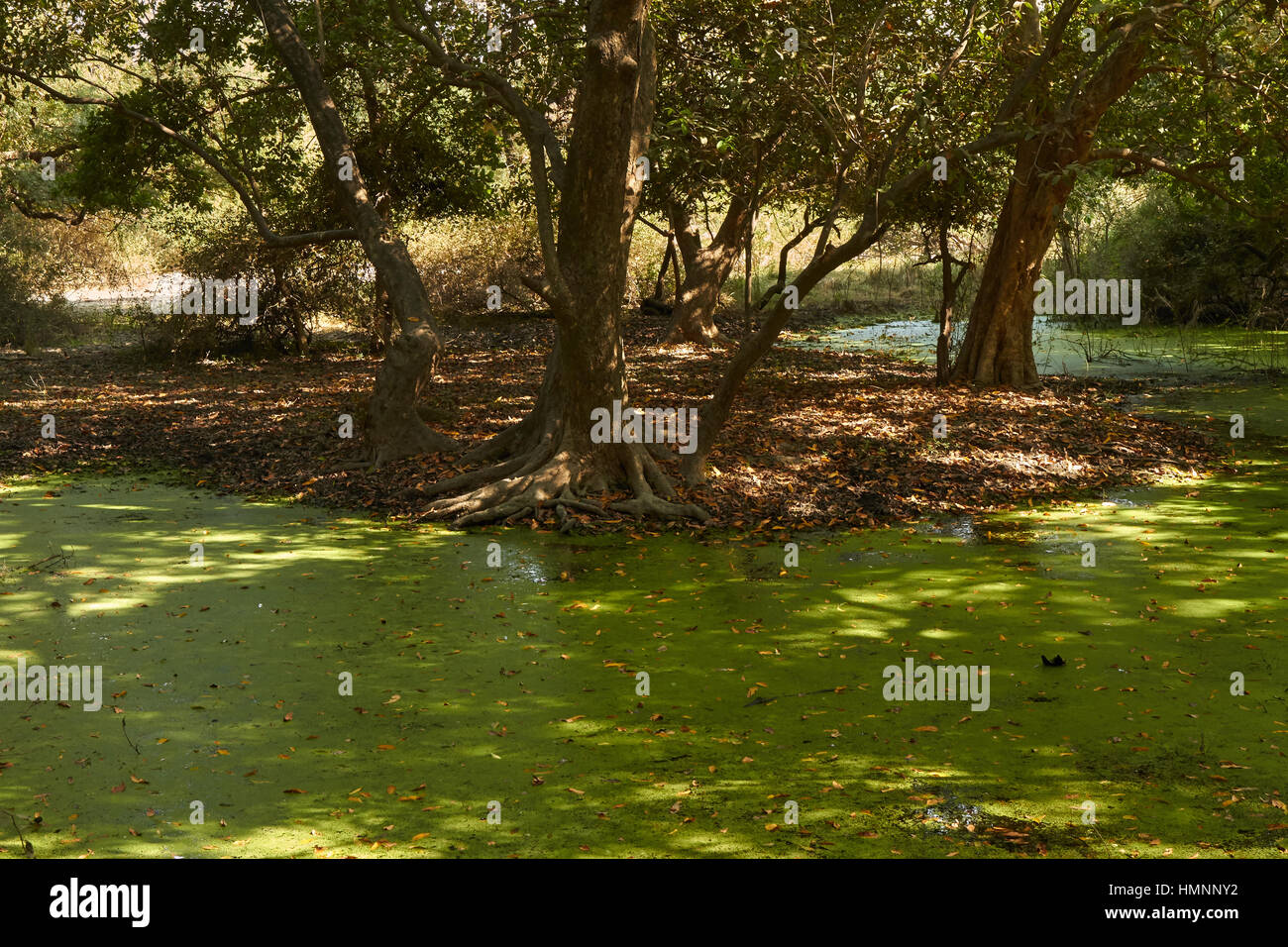 A floating solitary tree with radiating branches leaning towards the ...