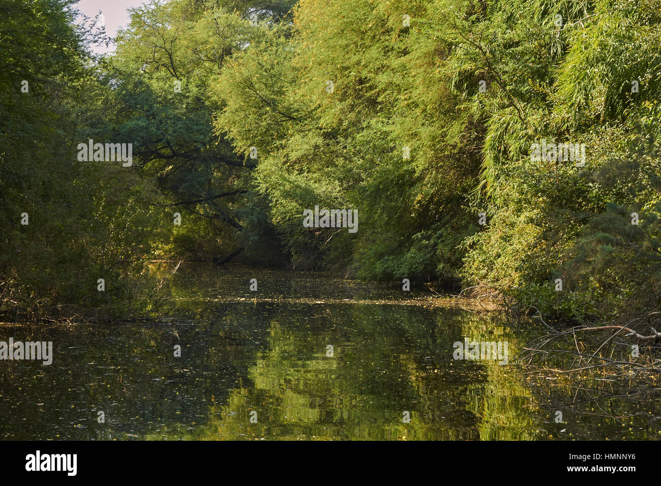 A floating solitary tree with radiating branches leaning towards the ...
