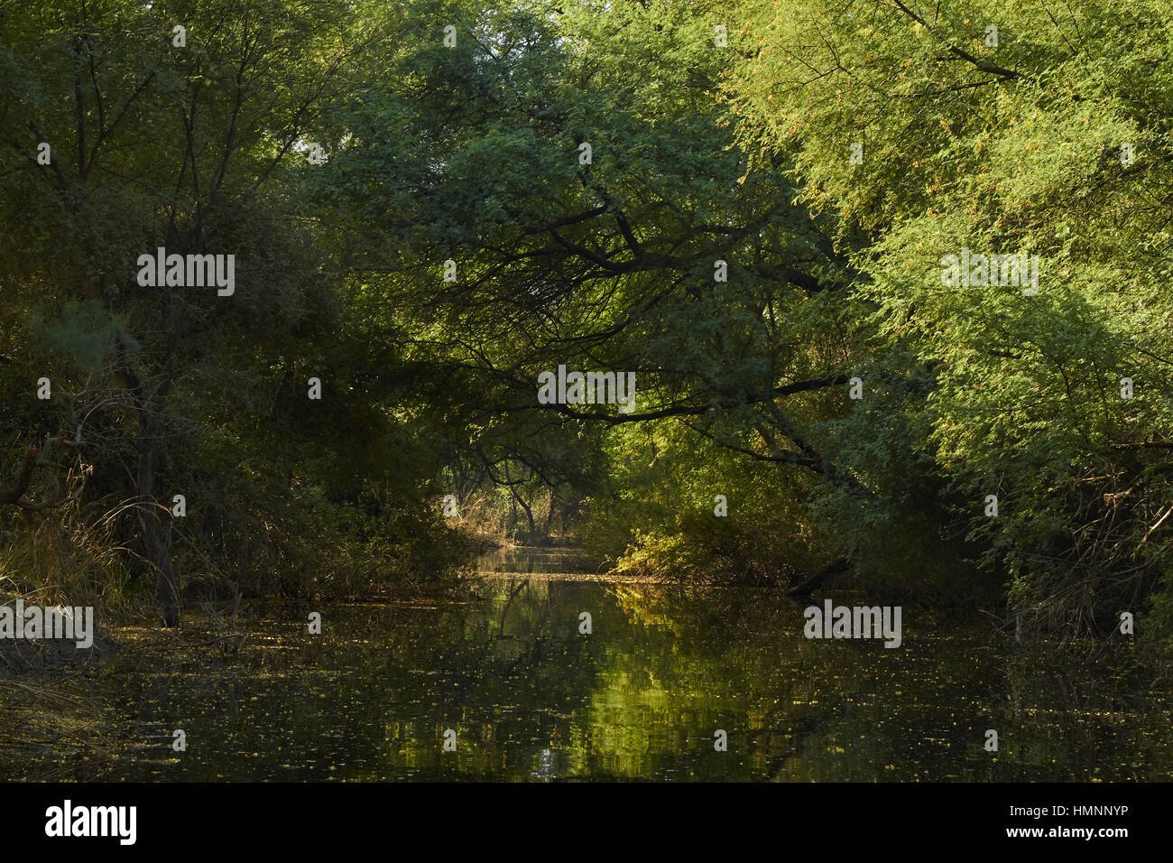 A floating solitary tree with radiating branches leaning towards the ...