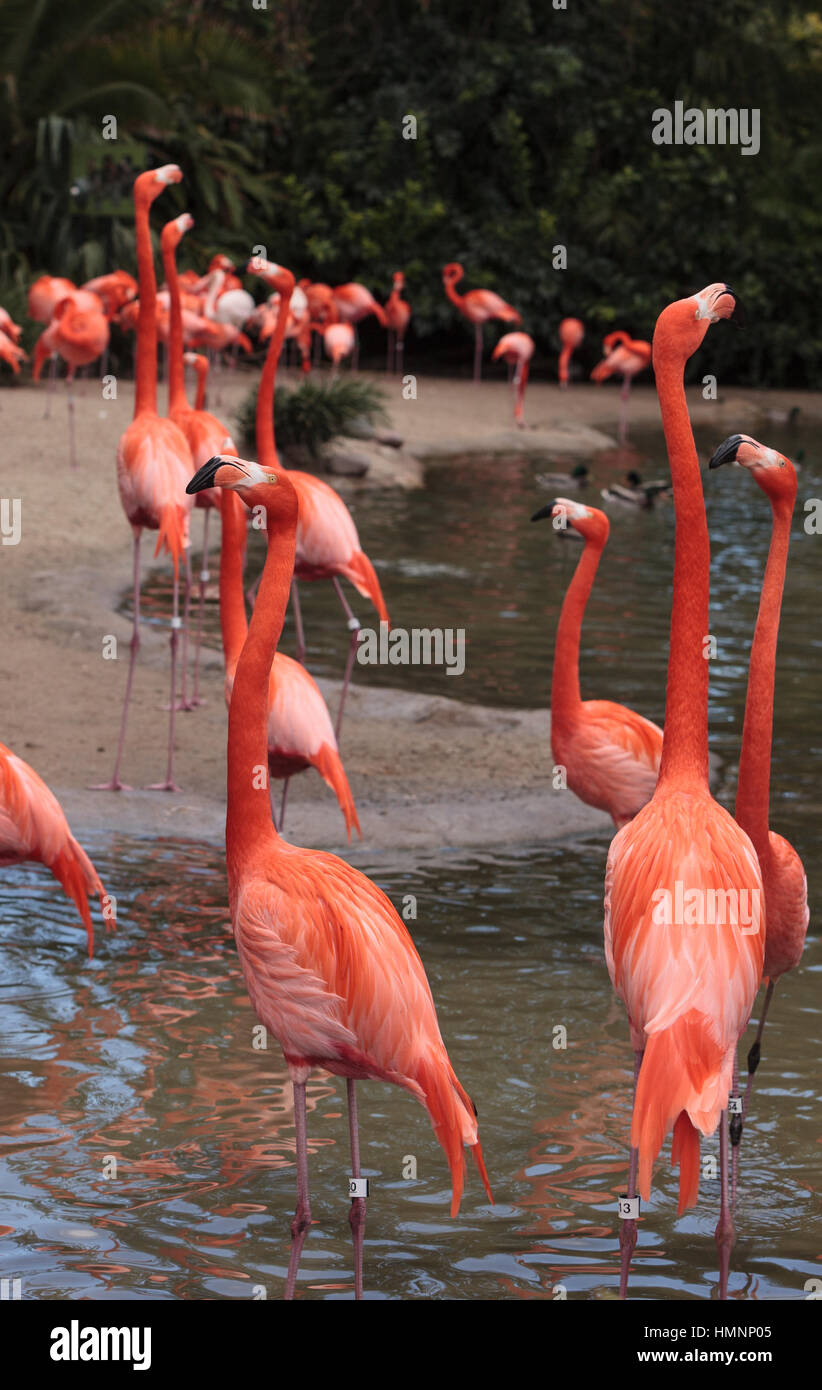 Pink Caribbean flamingo, Phoenicopterus ruber, in the middle of flock ...