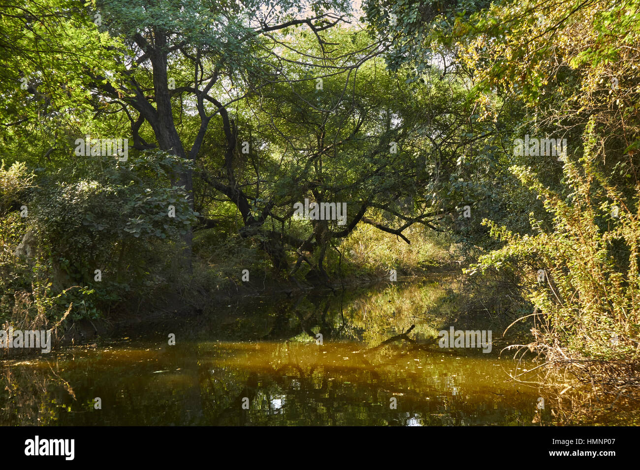 A floating solitary tree with radiating branches leaning towards the ...