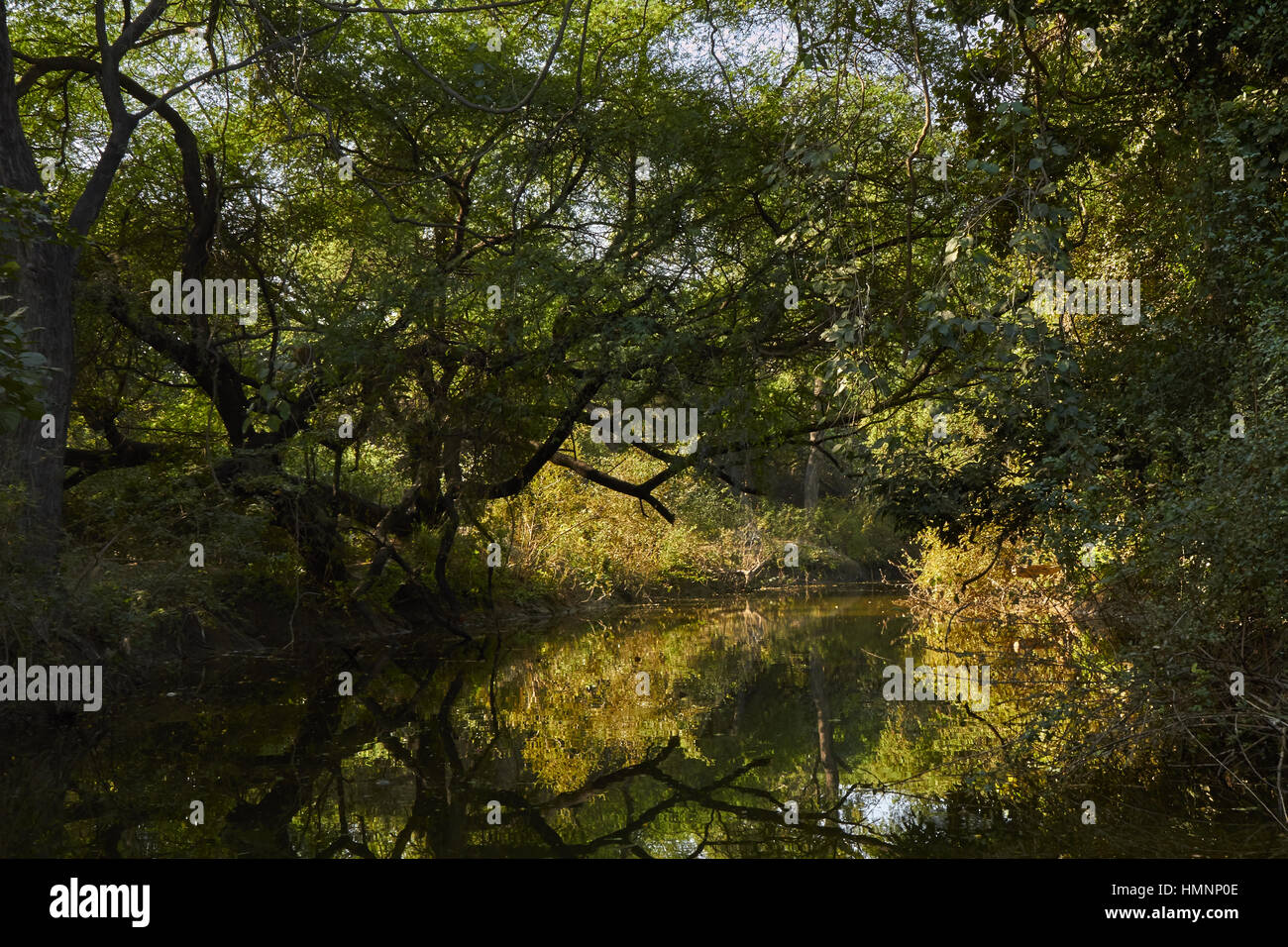 A floating solitary tree with radiating branches leaning towards the ...