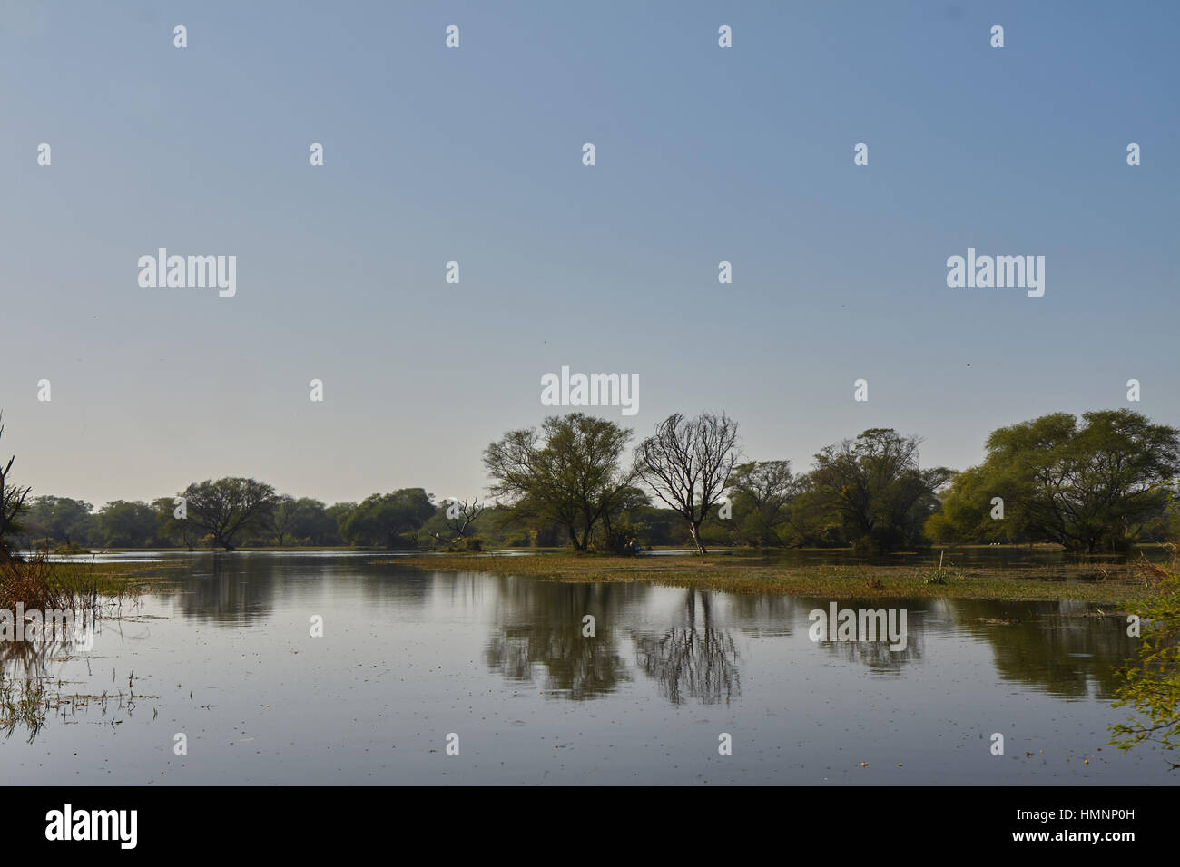 A floating solitary tree with radiating branches leaning towards the ...