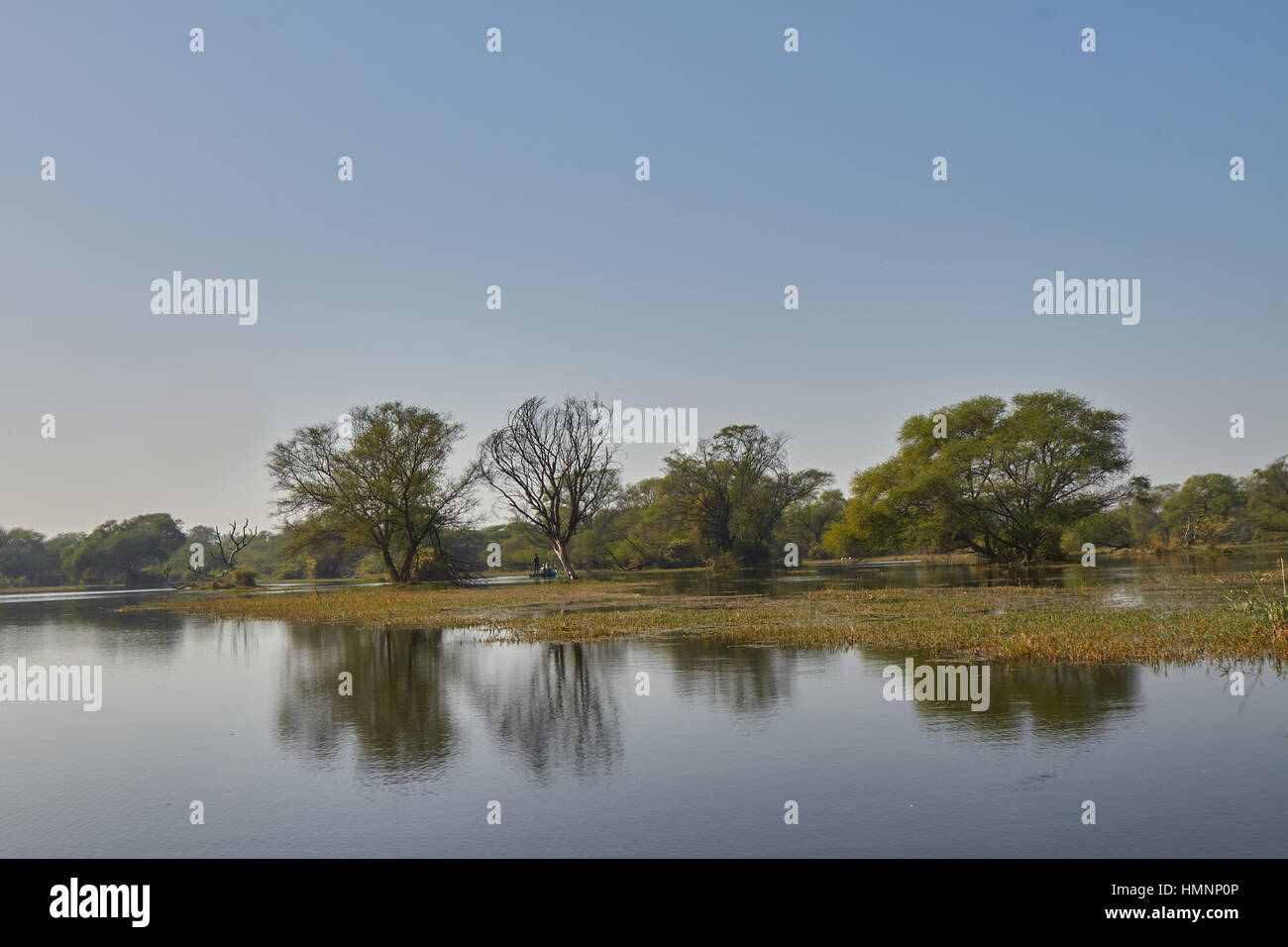A floating solitary tree with radiating branches leaning towards the ...