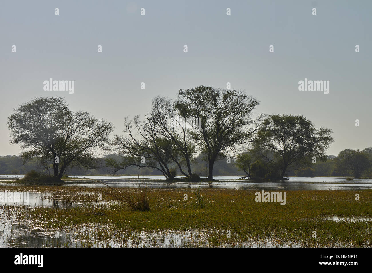 A floating solitary tree with radiating branches leaning towards the ...