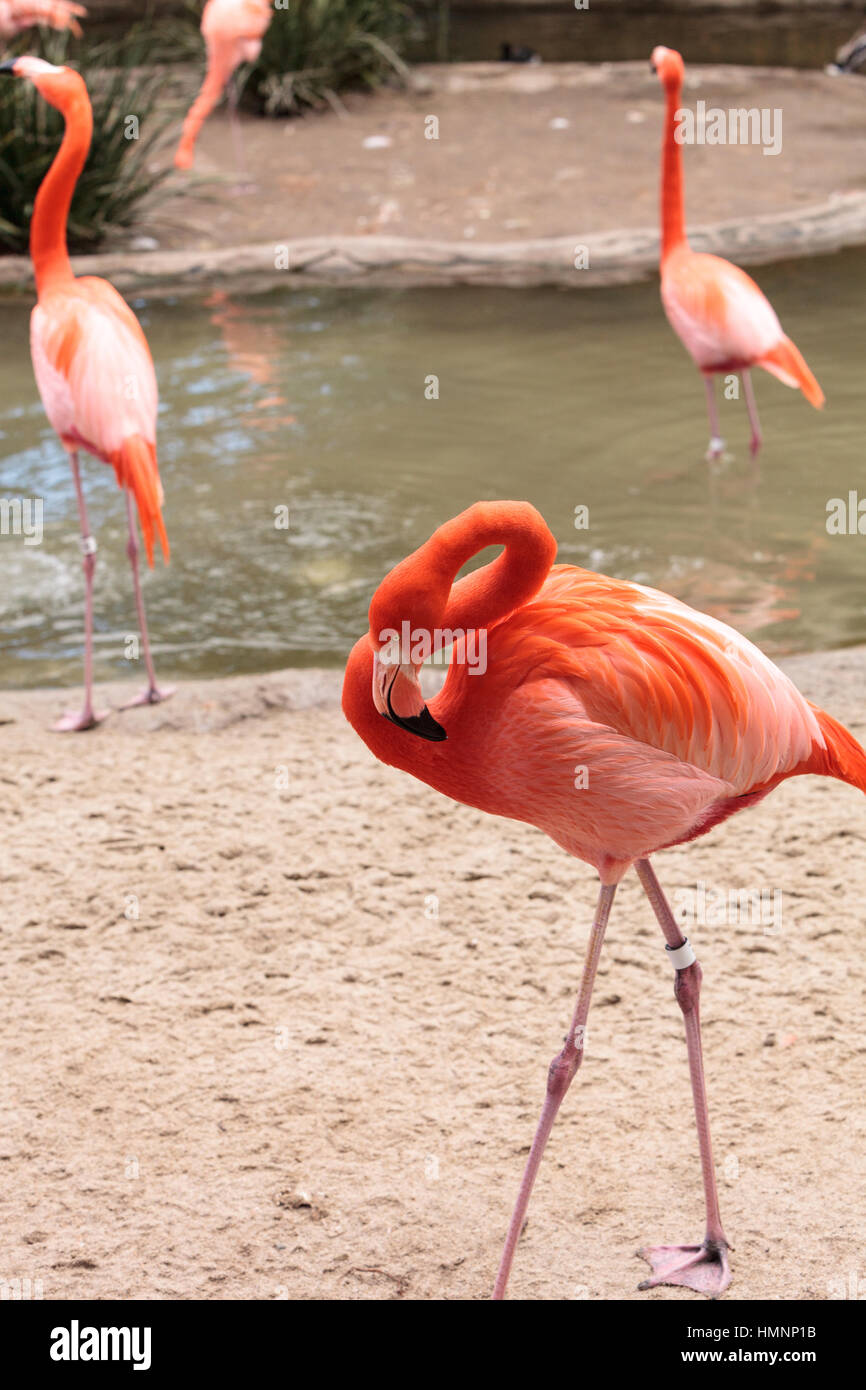 Pink Caribbean flamingo, Phoenicopterus ruber, in the middle of flock ...