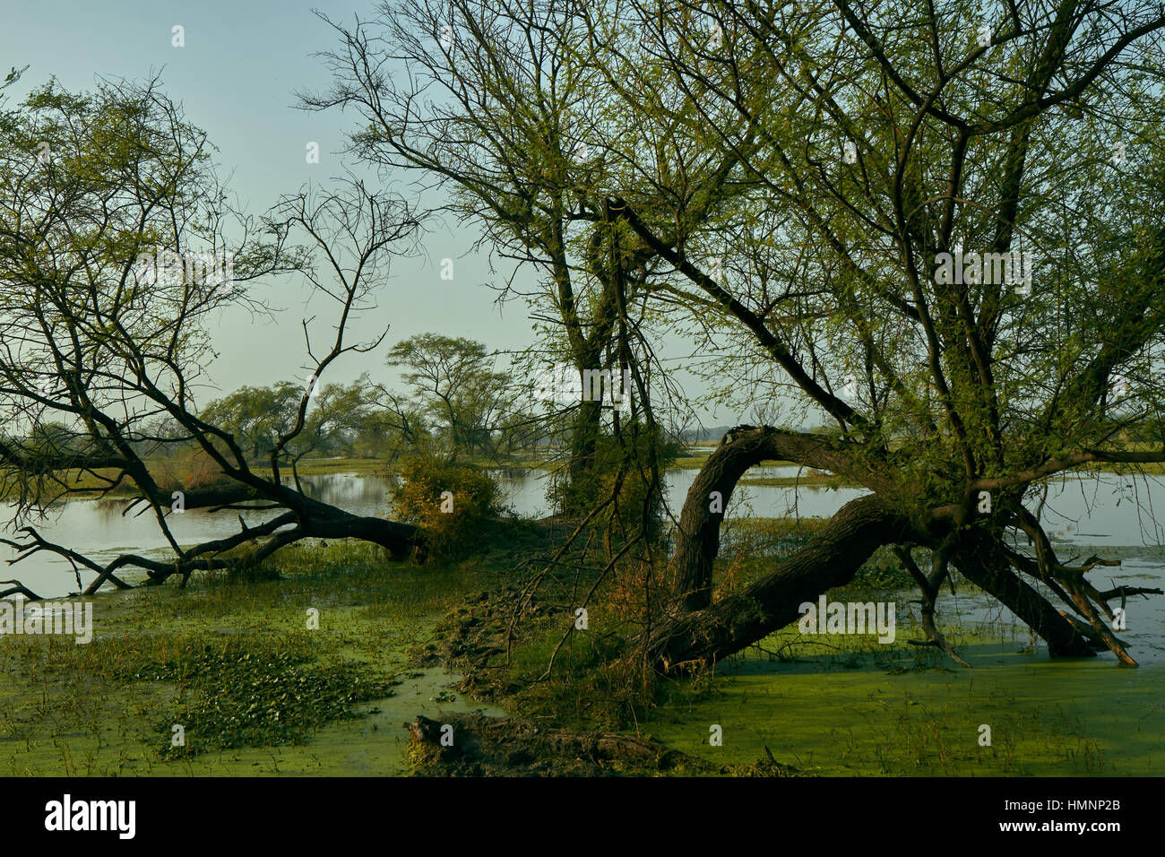 A floating solitary tree with radiating branches leaning towards the ...